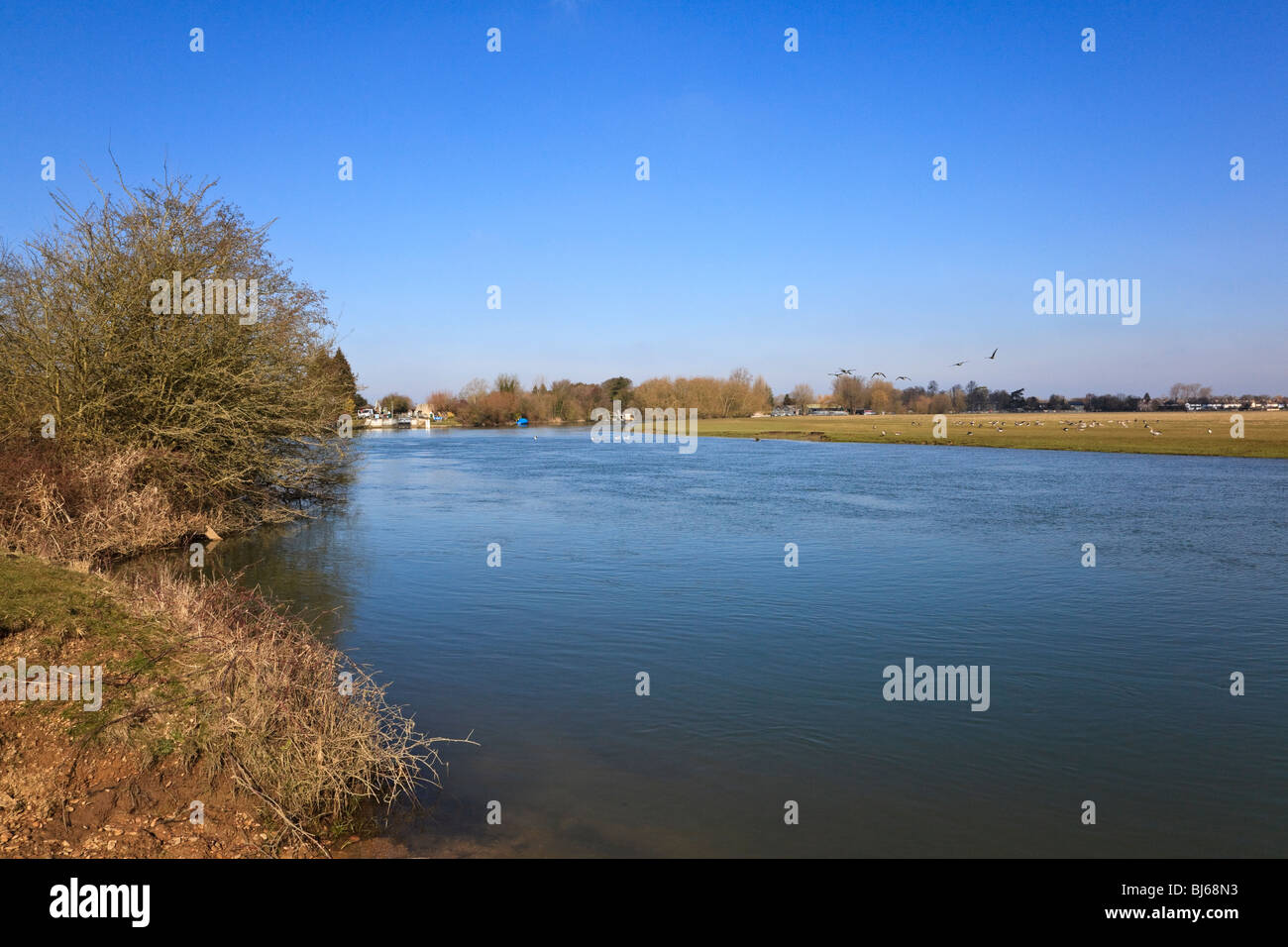 A flight of Canada Geese follow the River Thames towards Wolvercote and ...