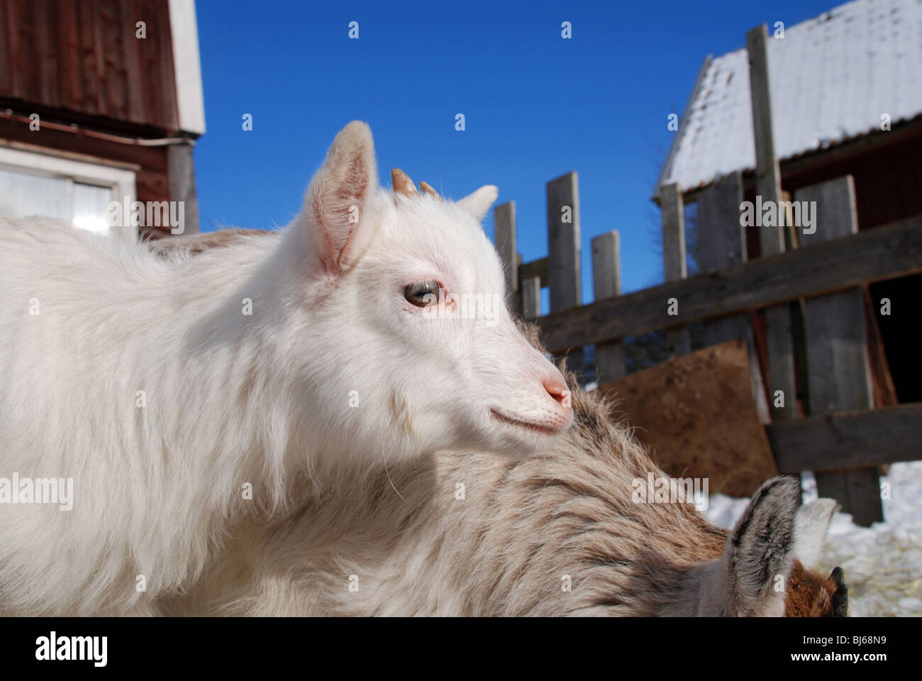 Cold goat hi-res stock photography and images - Alamy
