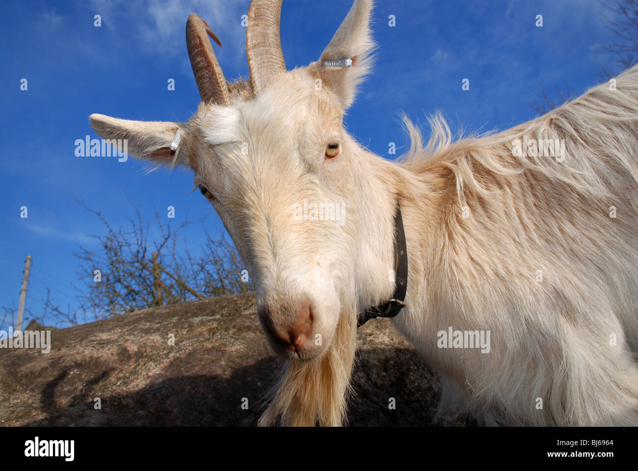 Weird look hi-res stock photography and images - Alamy