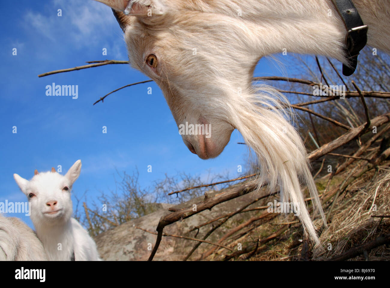 Goat profile hi-res stock photography and images - Alamy