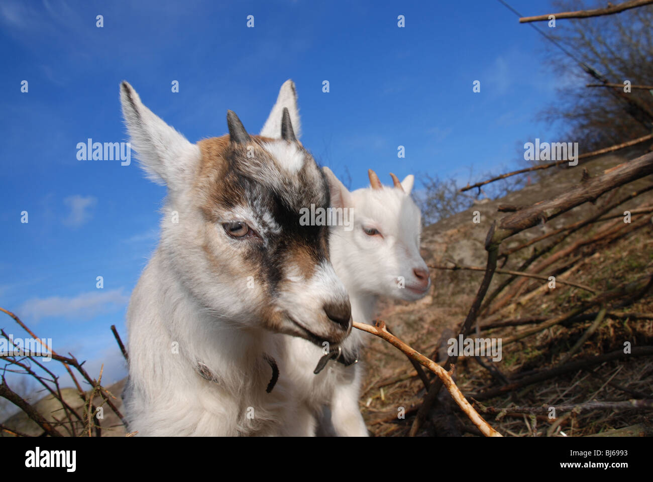 Young goat image hi-res stock photography and images - Alamy