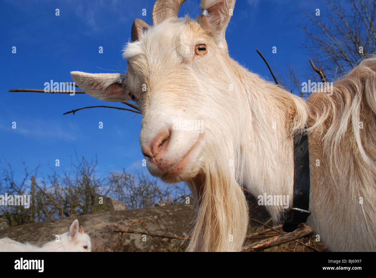 Crazy goat hi-res stock photography and images - Alamy