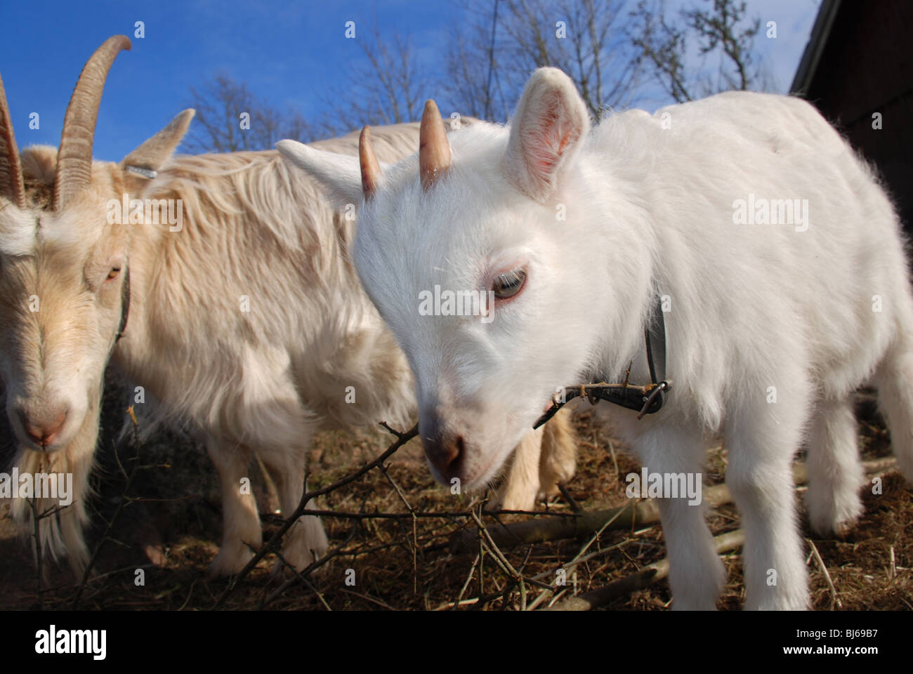 Baby goat mother hi-res stock photography and images - Alamy
