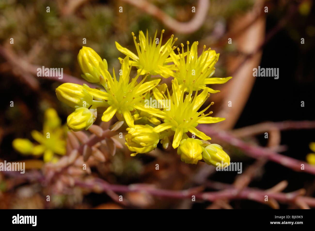 Reflexed Stonecrop, sedum rupestre Stock Photo - Alamy