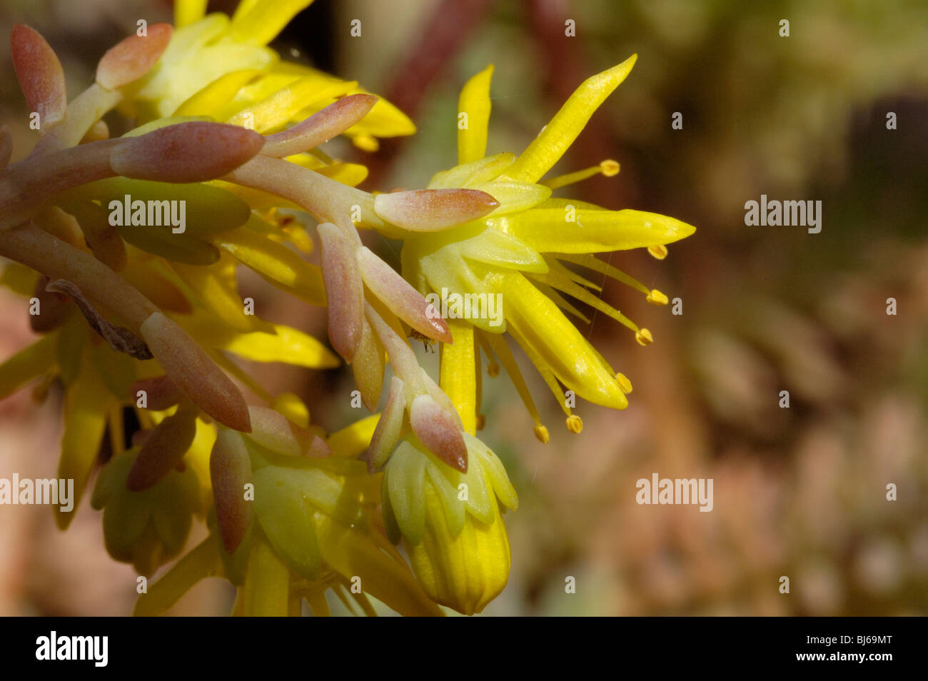 Reflexed Stonecrop, sedum rupestre Stock Photo - Alamy