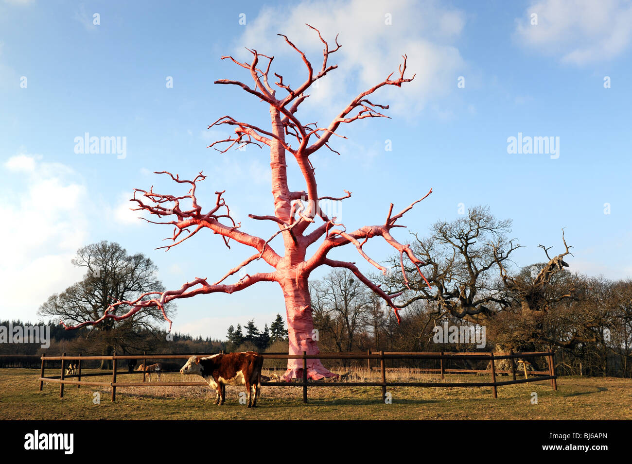 Dead calf hi-res stock photography and images - Alamy