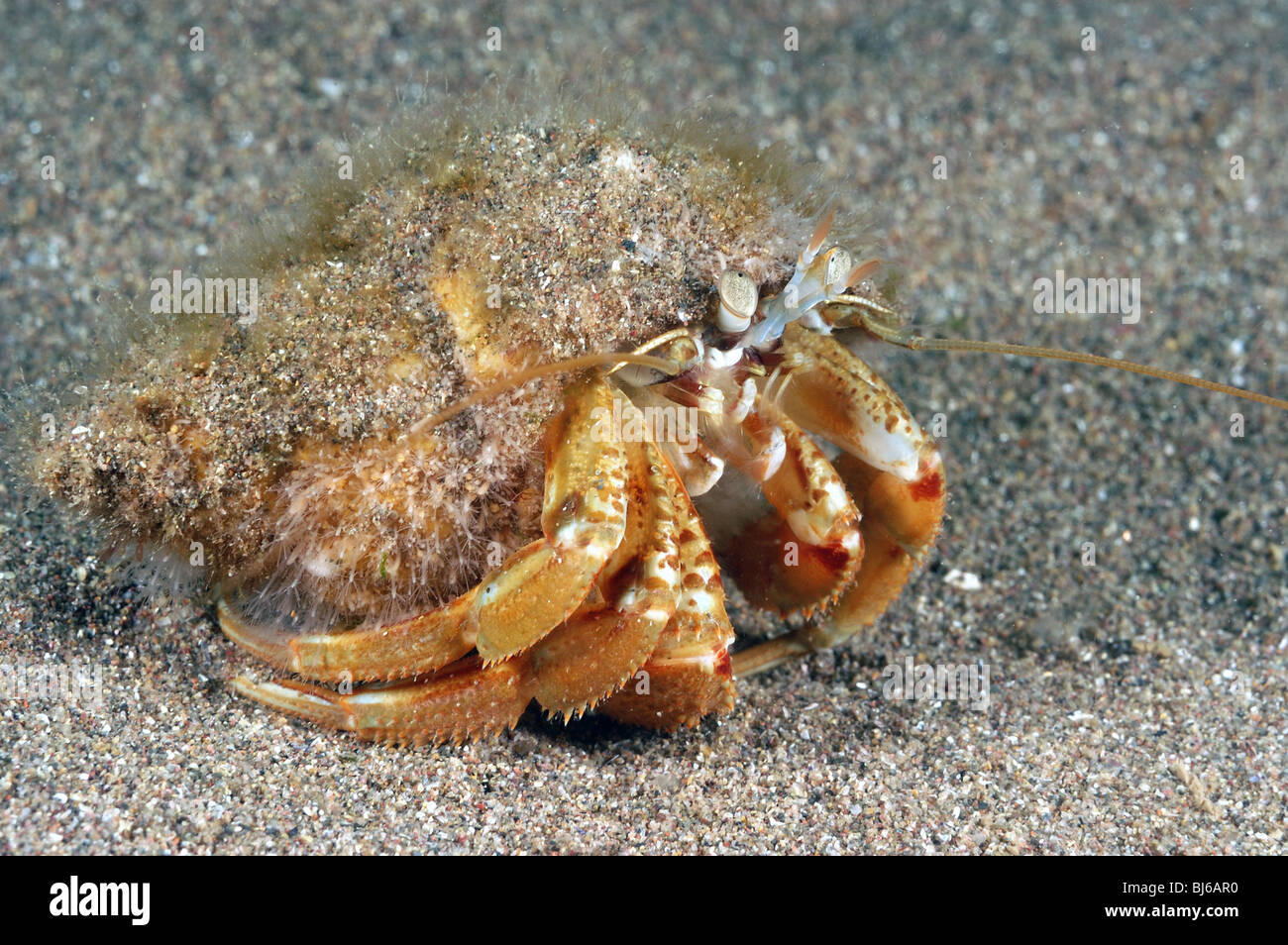 Devon crab hi-res stock photography and images - Alamy