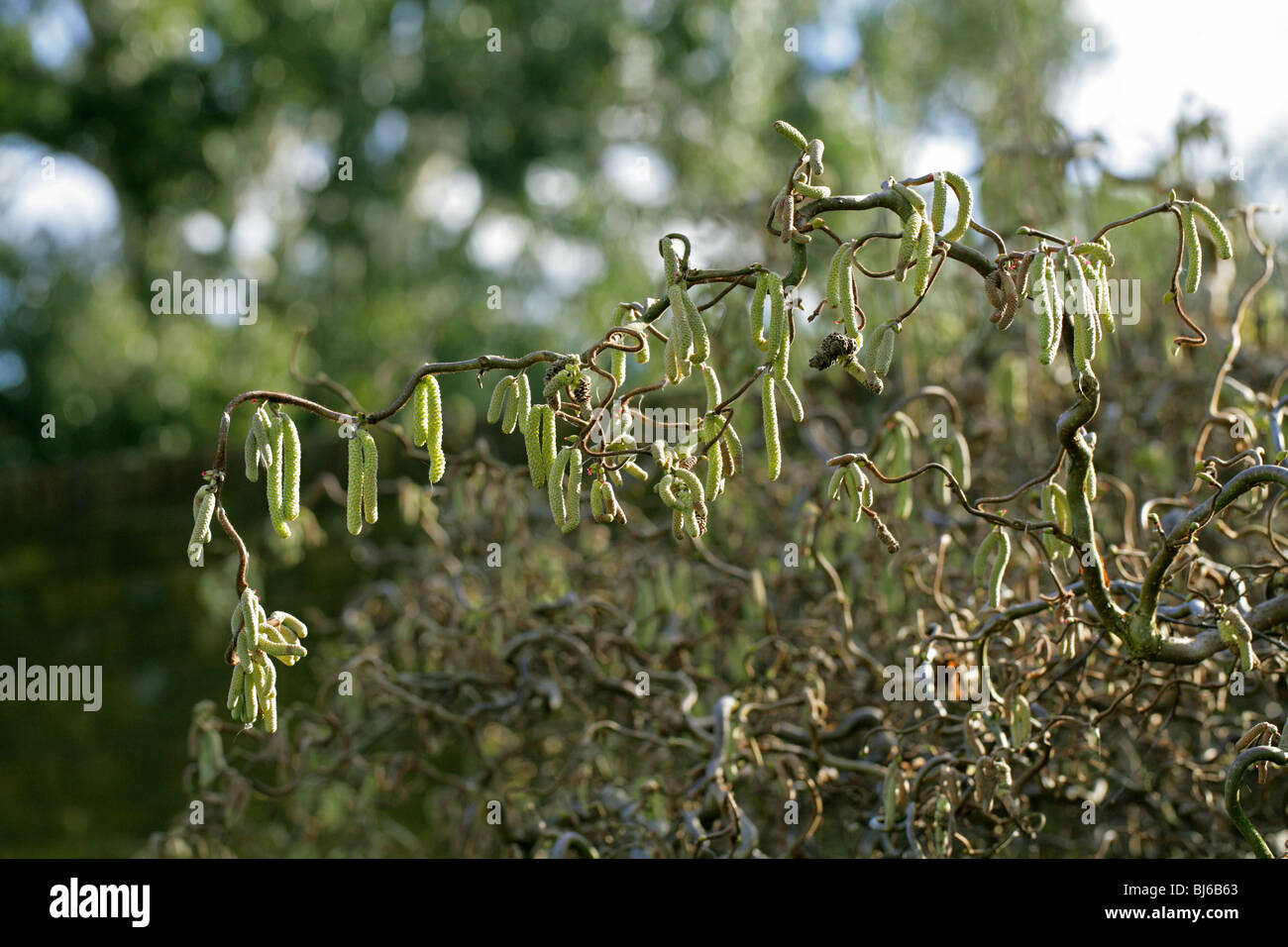 Corkscrew Hazel Catkins, Corylus avellana "Contorta", Betulaceae Stock ...