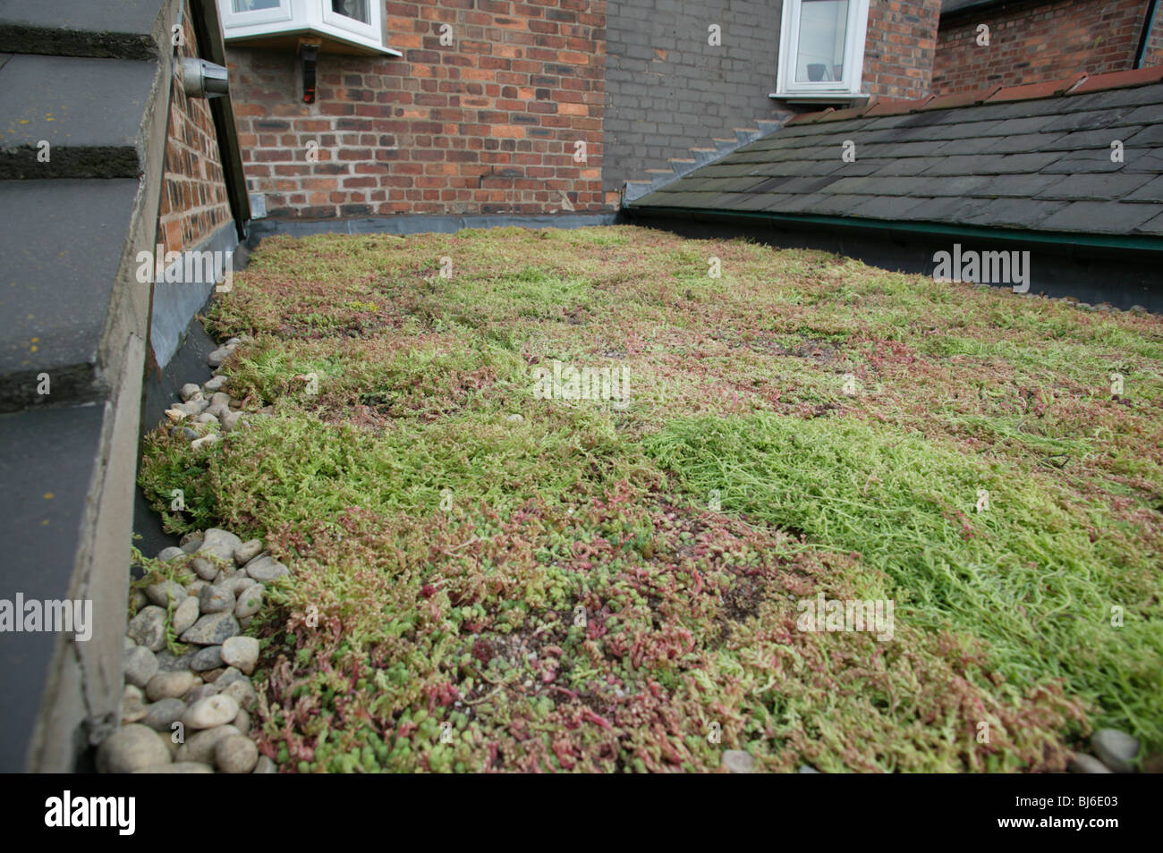 Green roof plants on hi-res stock photography and images - Alamy