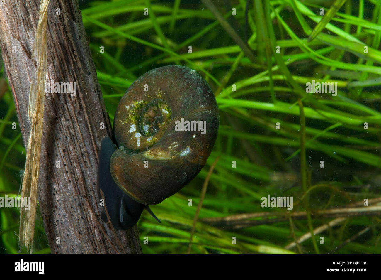 Great ramshorn snail Planorbarius corneus Stock Photo - Alamy