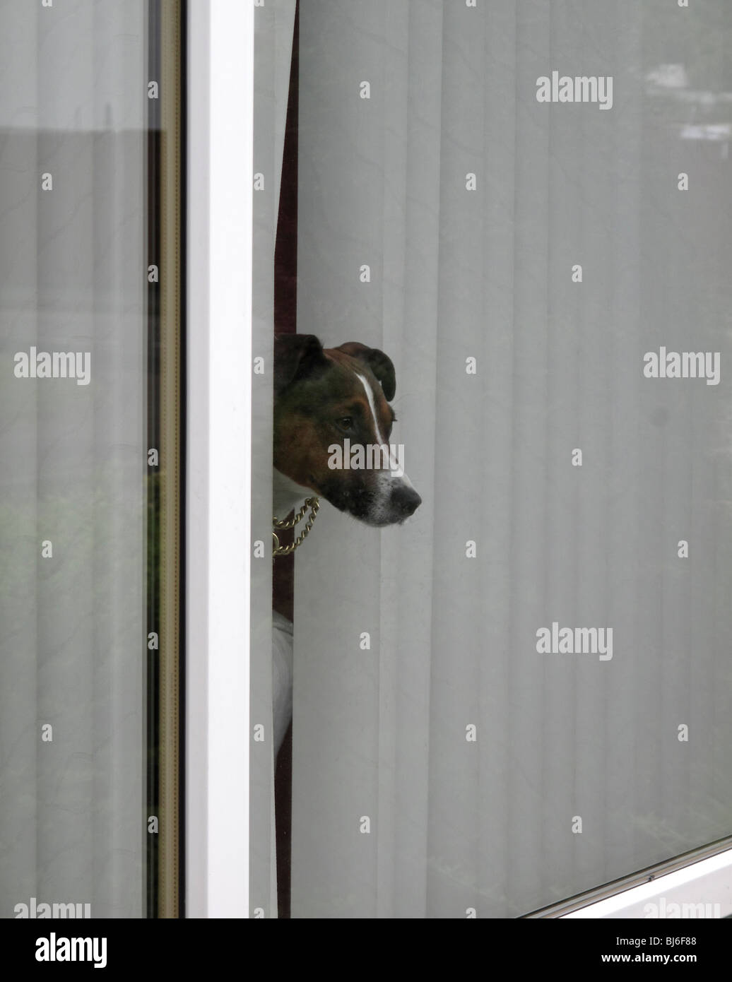 Jack Russell dog peering through window blinds Stock Photo - Alamy