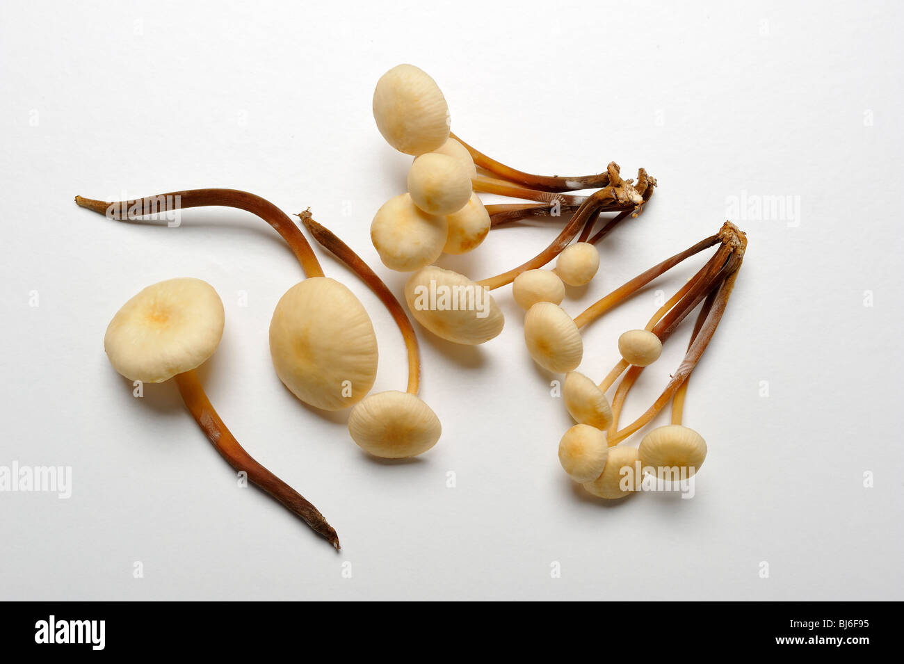 Enokitake, called enokidake or enoki, over white Stock Photo - Alamy