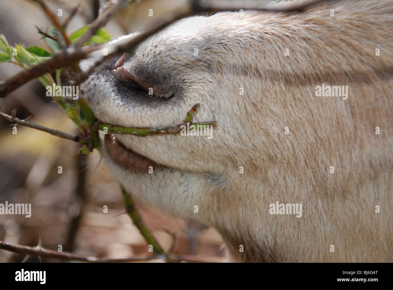 Goat eating on a branch Stock Photo - Alamy