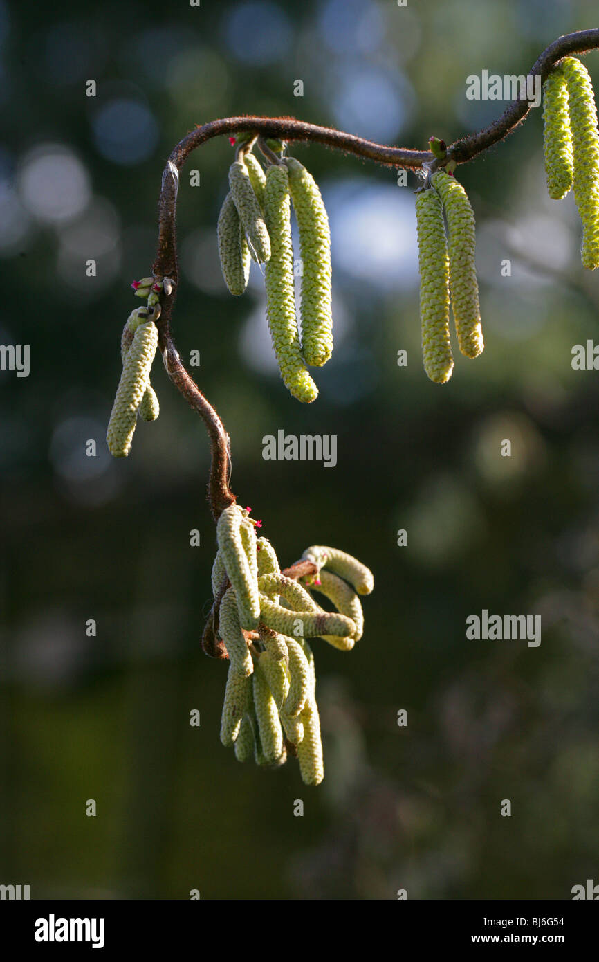 Corkscrew Hazel Catkins, Corylus avellana "Contorta", Betulaceae Stock ...
