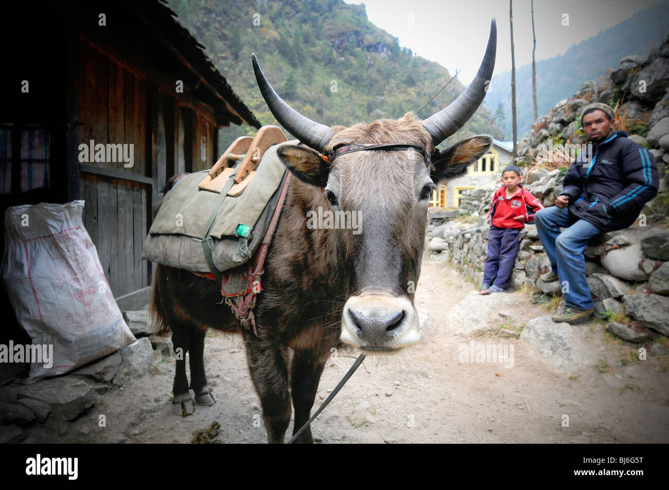 Yak in Benkar, Nepal Stock Photo - Alamy