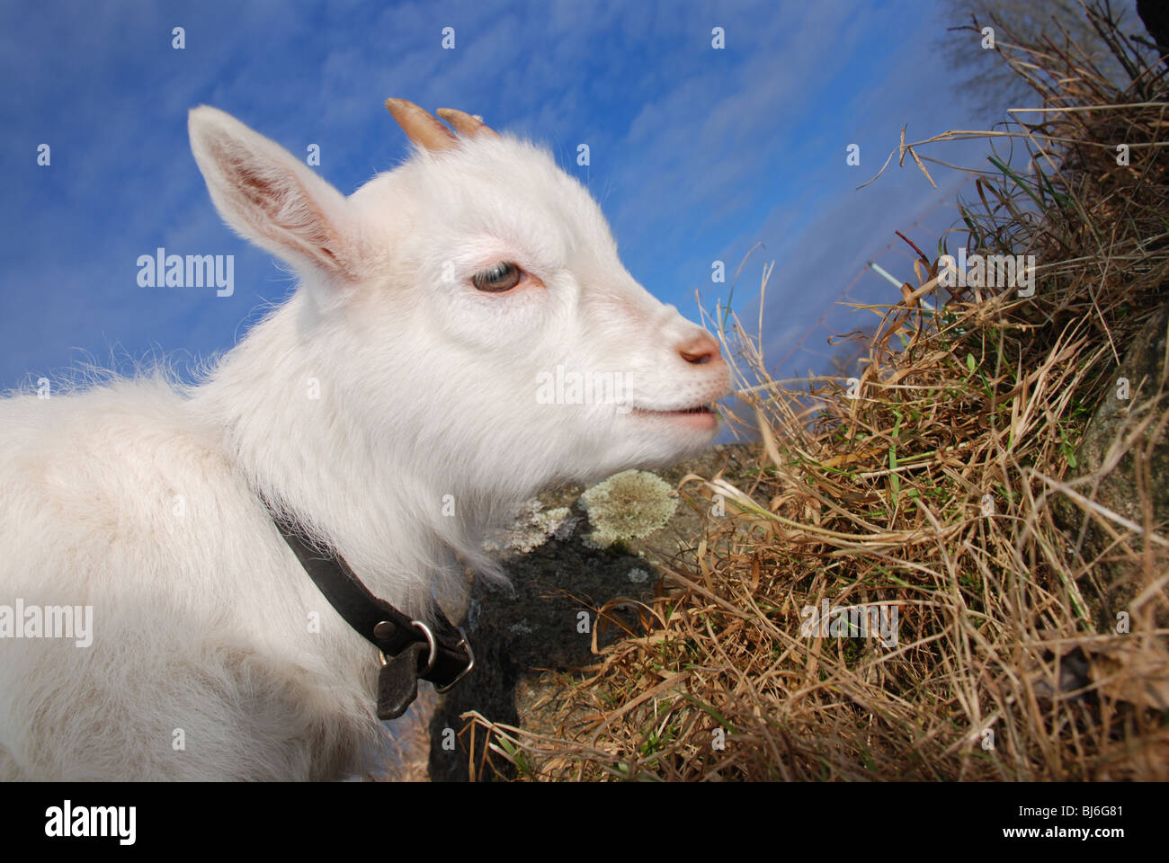 Goatling eating hay Stock Photo - Alamy