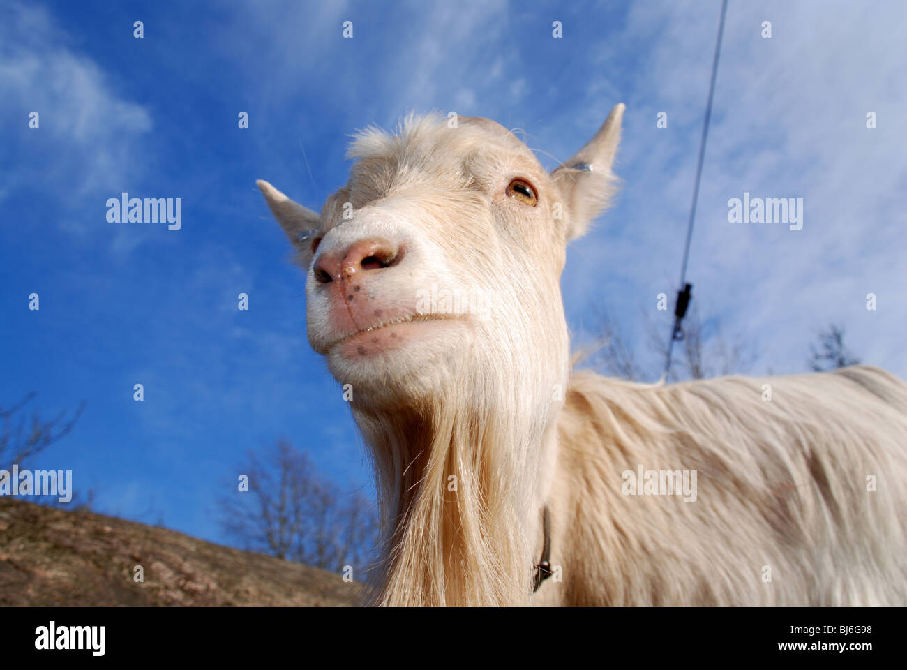 Goat posing for the camera Stock Photo - Alamy