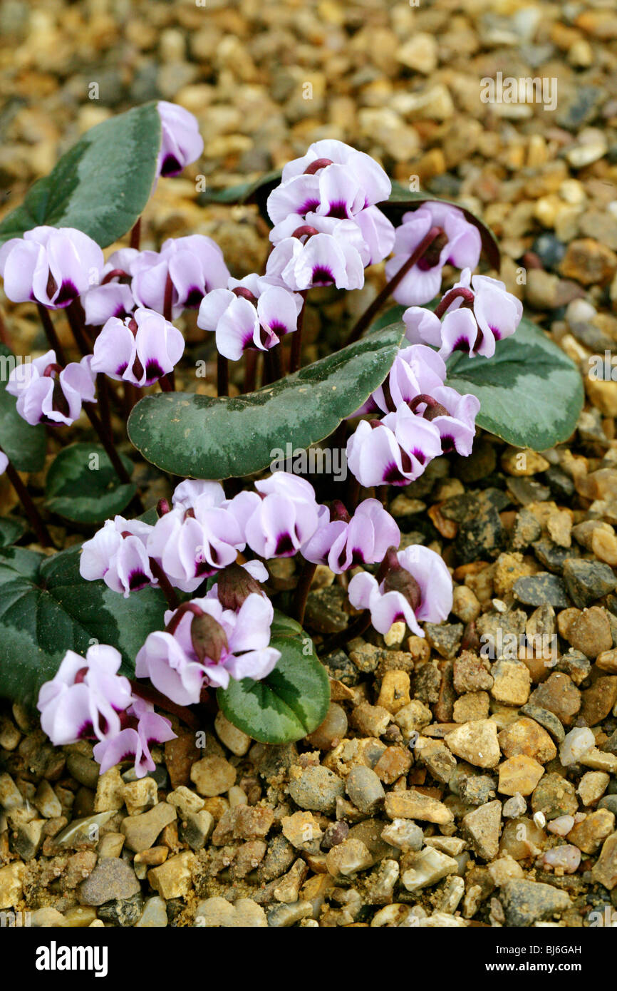 Primulaceae myrsinaceae hi-res stock photography and images - Alamy