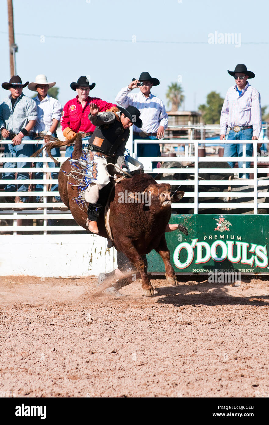 a cowboy competes in the bull riding event during the O'Odham Tash all ...