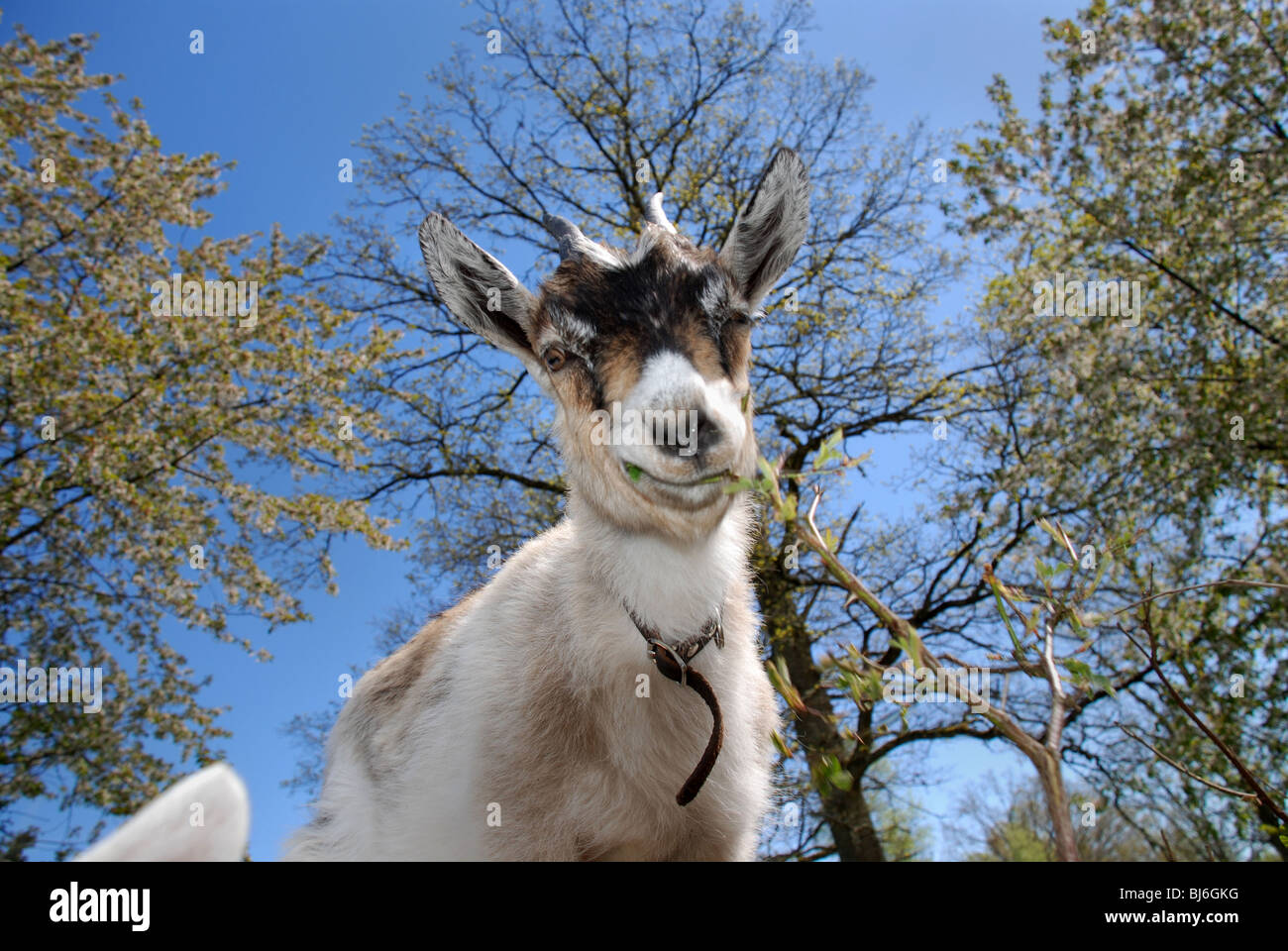 Goat eating tree hi-res stock photography and images - Alamy