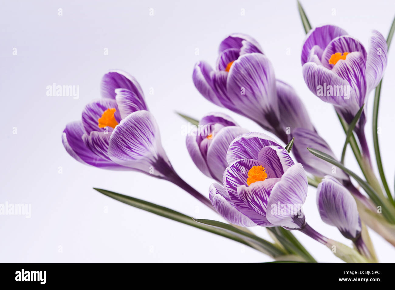 Striped crocus hi-res stock photography and images - Alamy