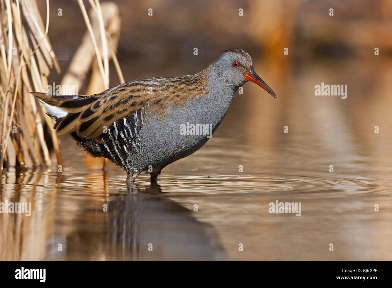 Water Rail wading in shallow water Stock Photo - Alamy