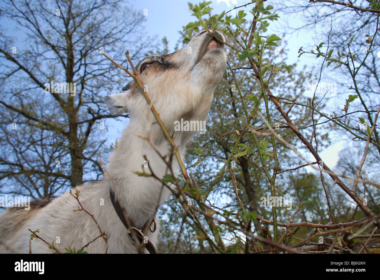 Goat eating tree hi-res stock photography and images - Alamy