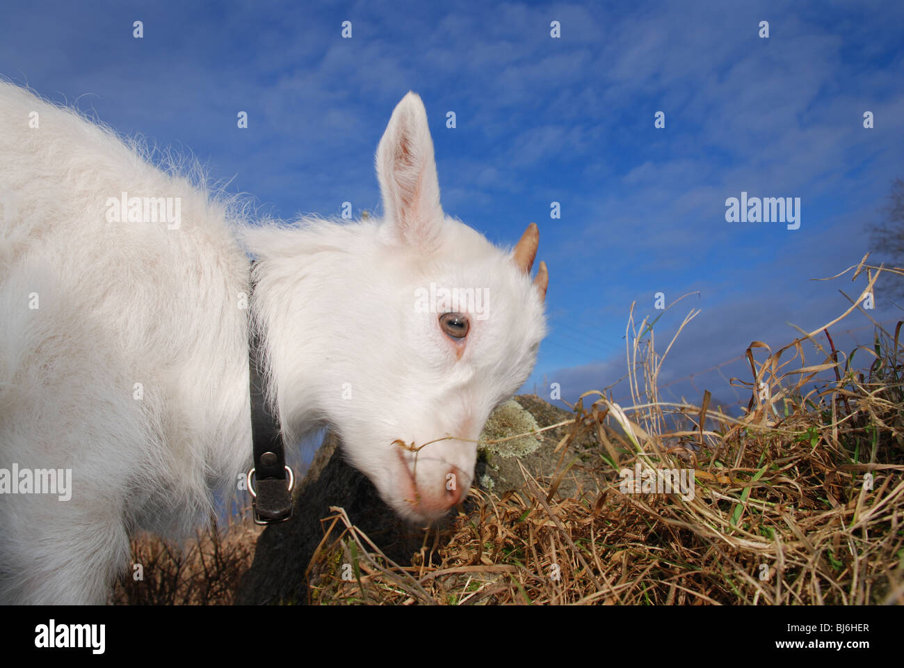 Weird goat hi-res stock photography and images - Alamy
