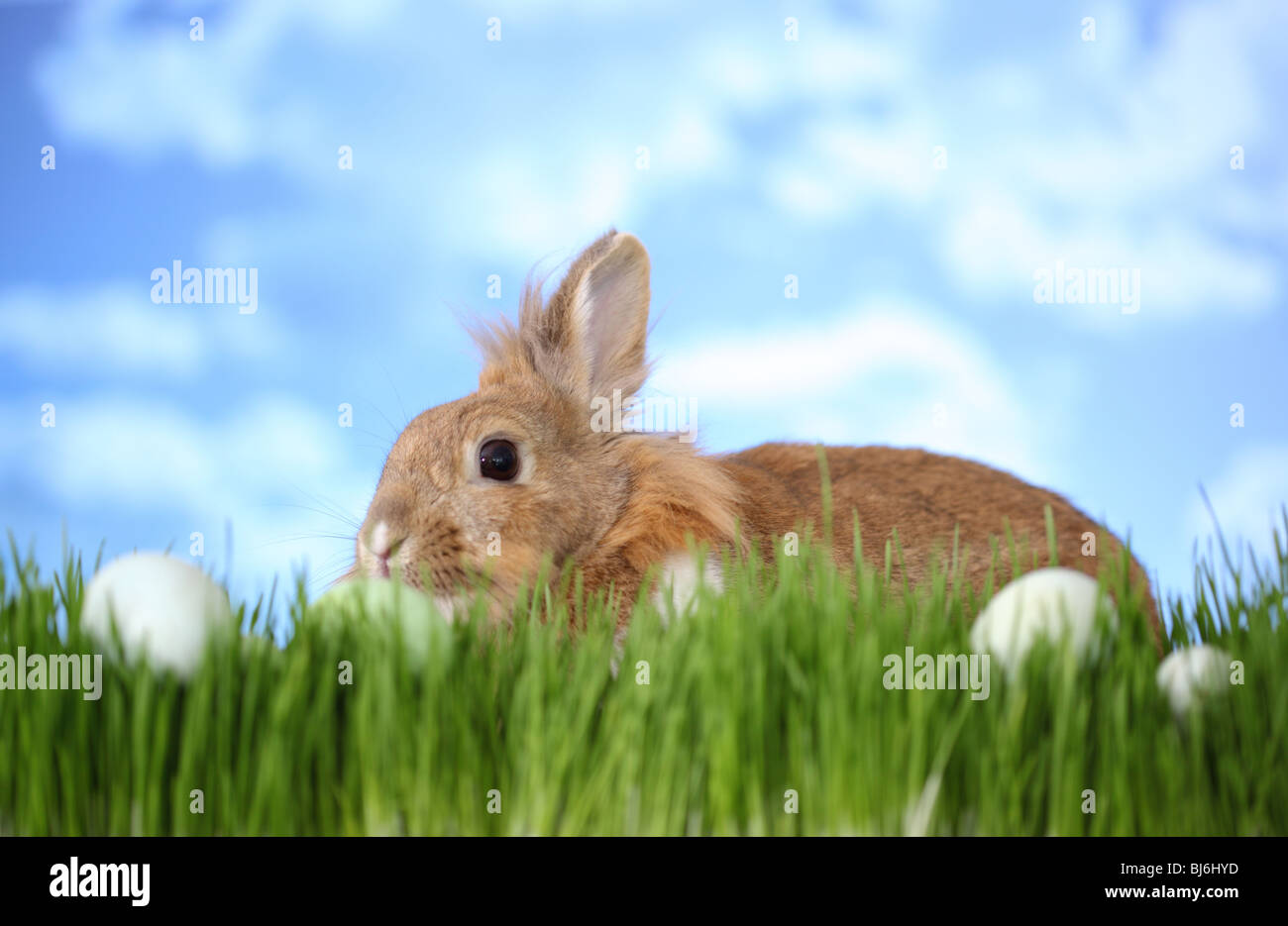Rabbit season hi-res stock photography and images - Alamy