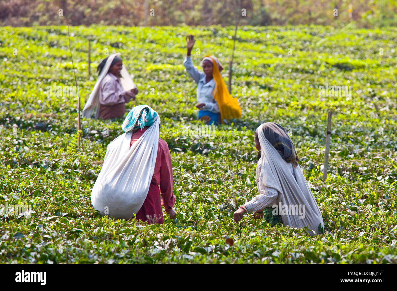 Tea fields in Darjeeling India Stock Photo - Alamy
