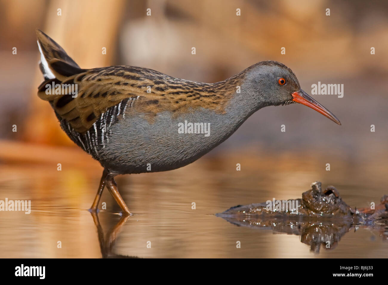 Water Rail wading in shallow water Stock Photo - Alamy