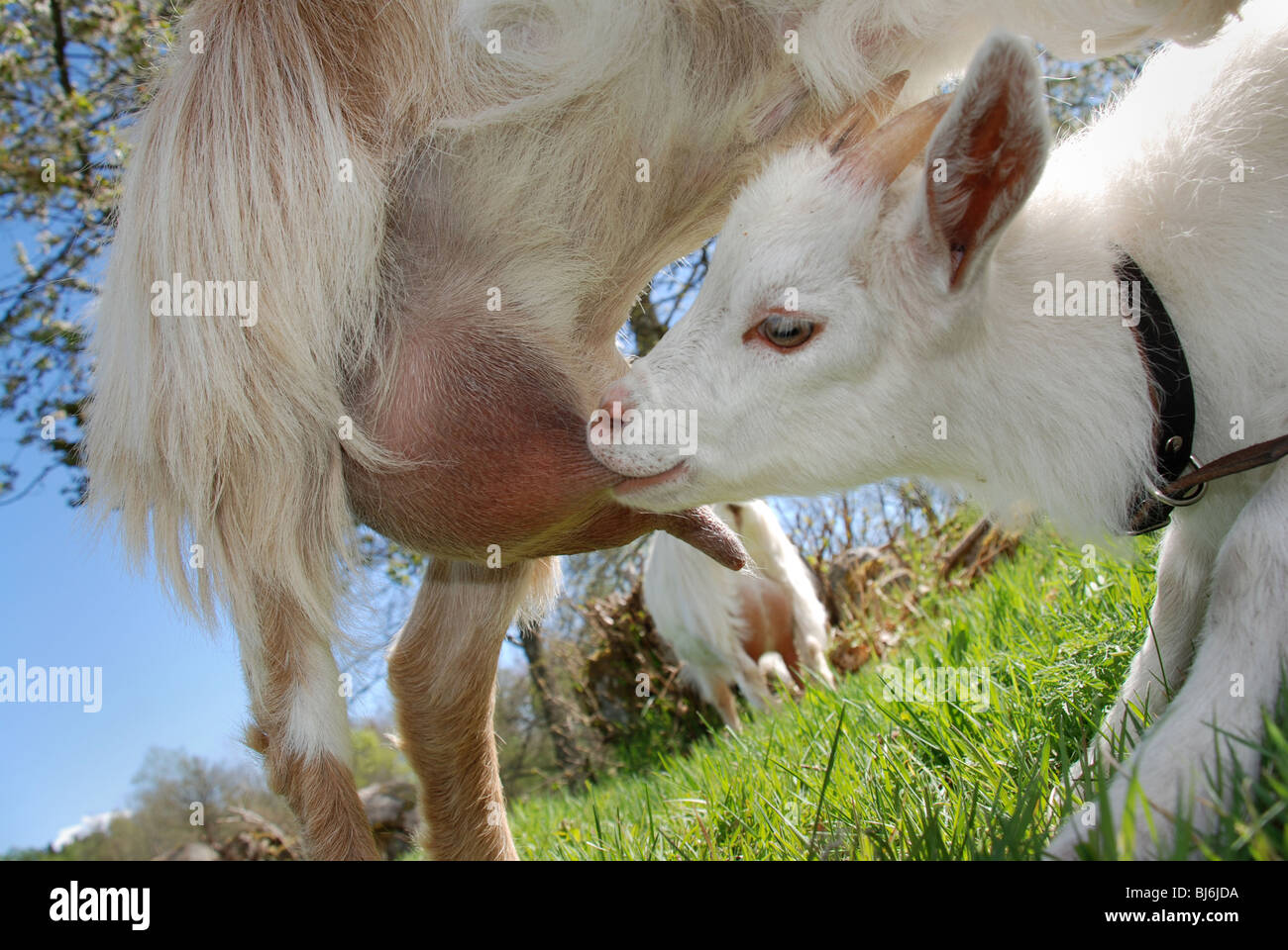 Doe Goat High Resolution Stock Photography and Images - Alamy