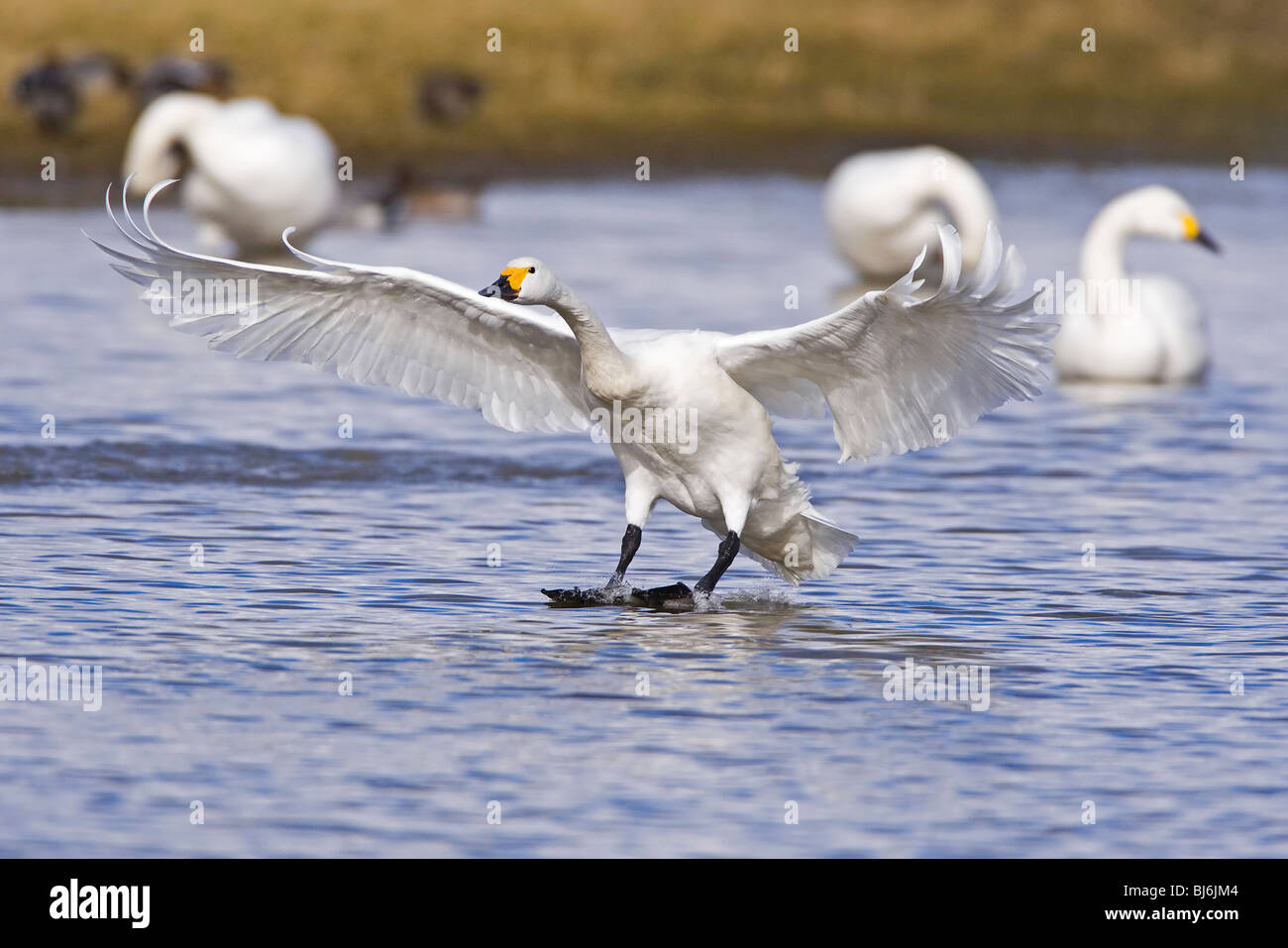 Swan On Land High Resolution Stock Photography and Images - Alamy