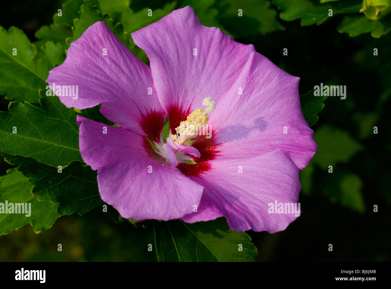 Perennial hollyhock hi-res stock photography and images - Alamy