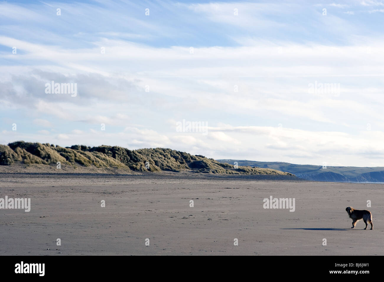 Lone dog on beach hi-res stock photography and images - Alamy