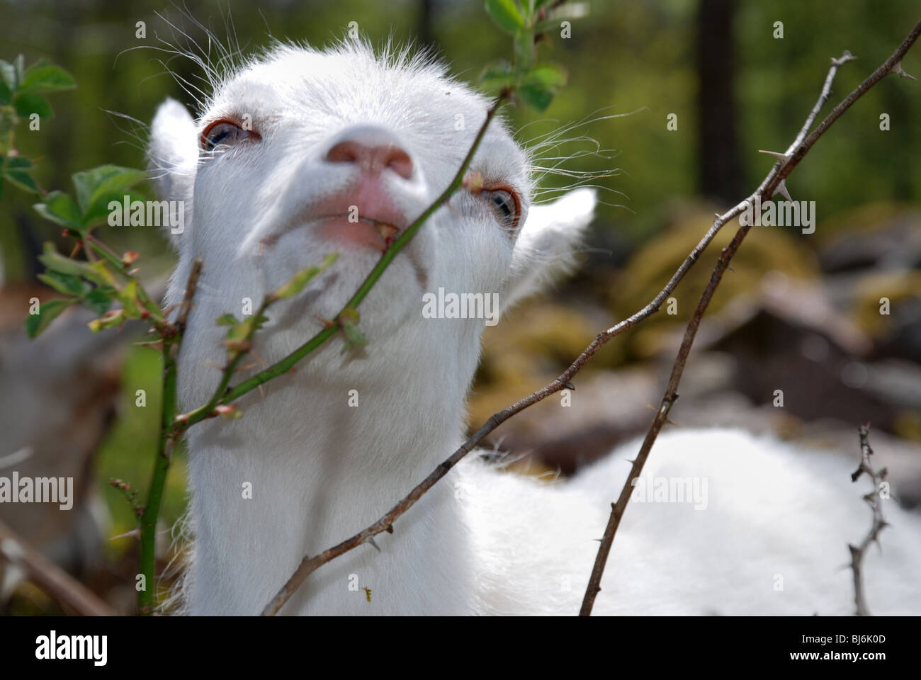 Goat eating on a branch Stock Photo - Alamy