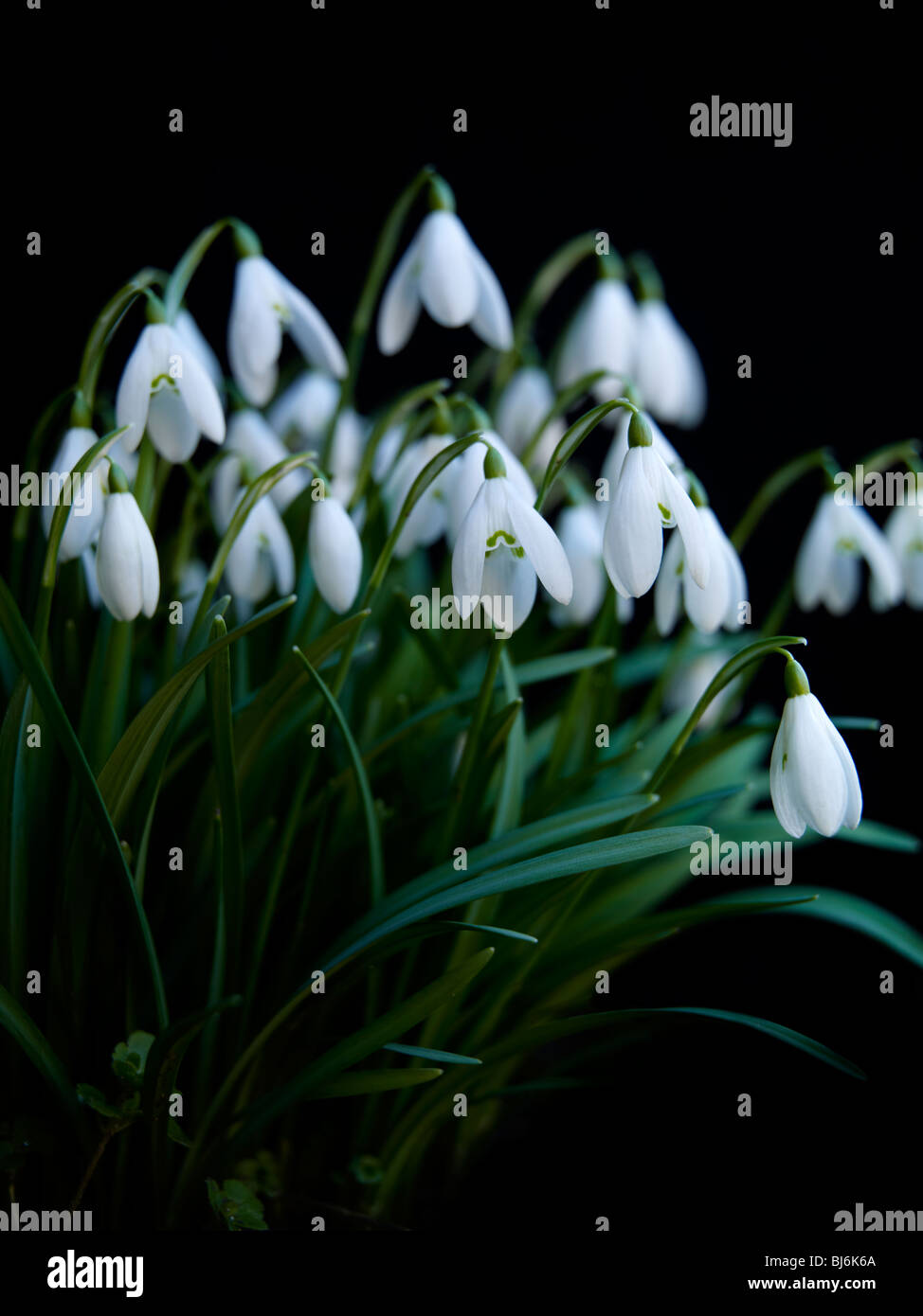 Lovely snowdrop hi-res stock photography and images - Alamy