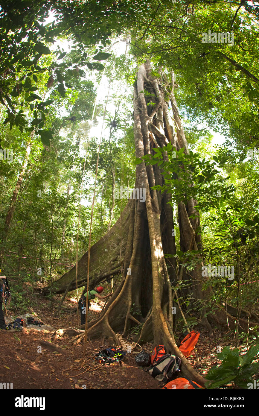 Safe the tree hi-res stock photography and images - Alamy