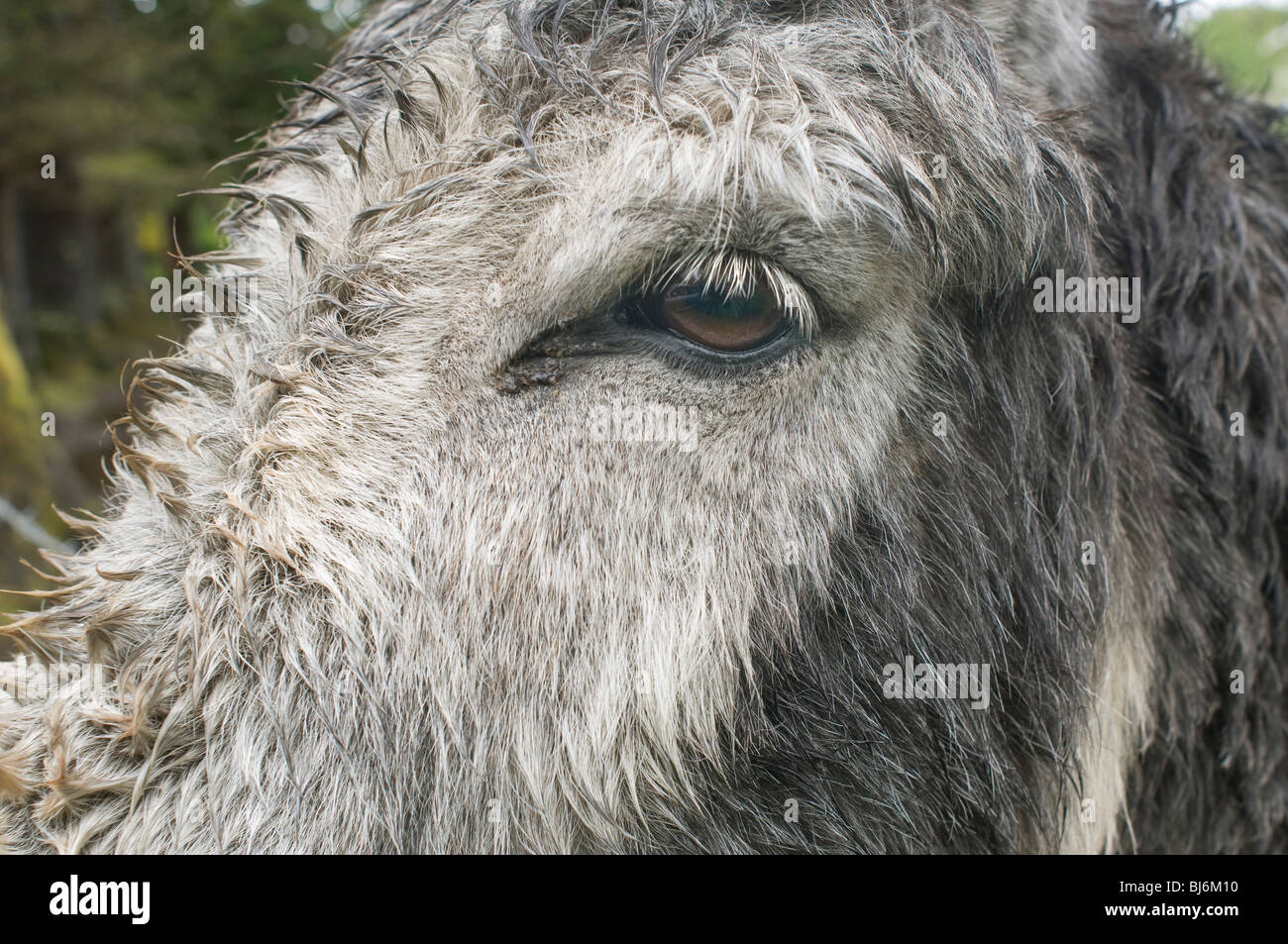 Donkey - John Gollop Stock Photo - Alamy
