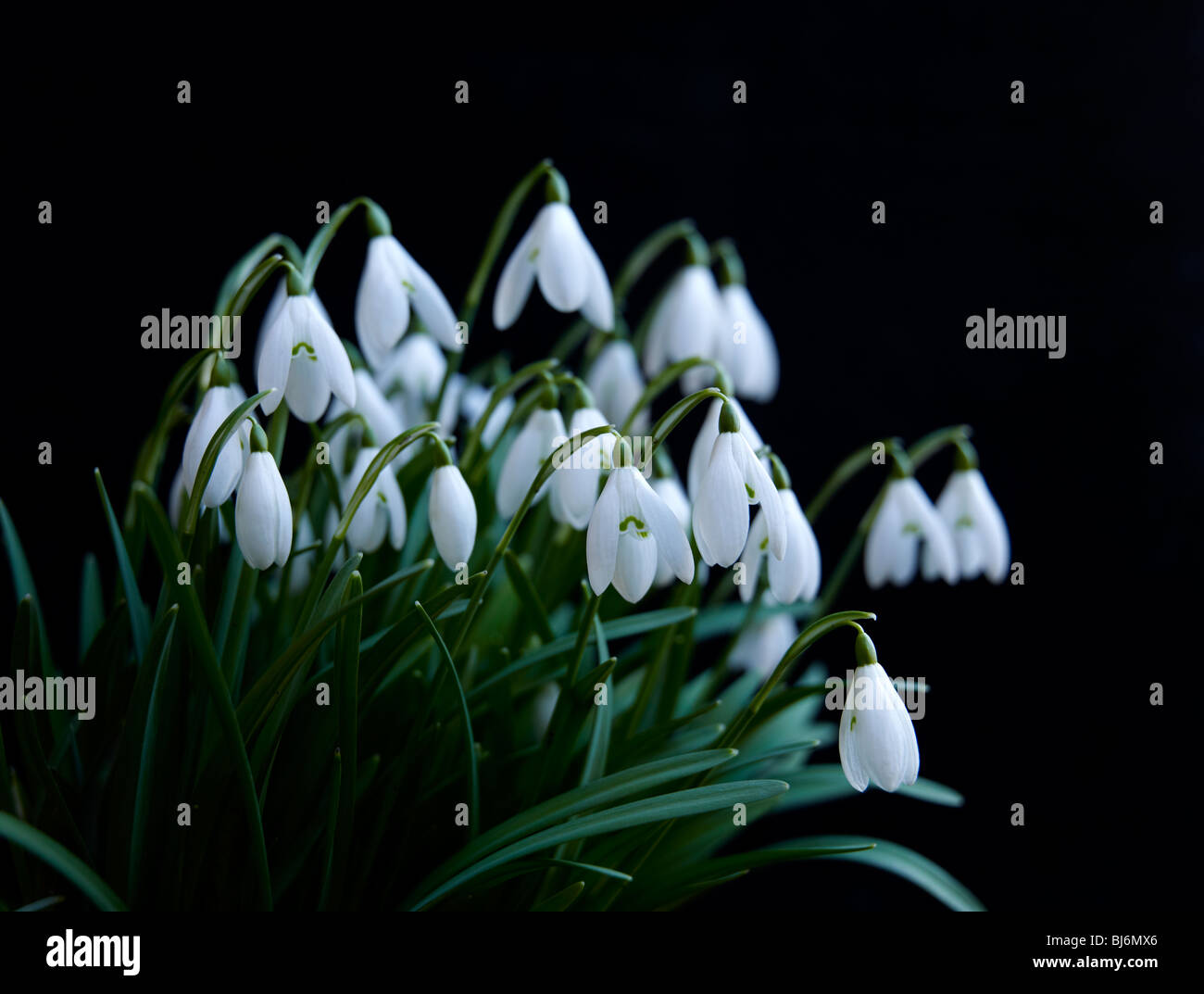 Lovely snowdrop hi-res stock photography and images - Alamy