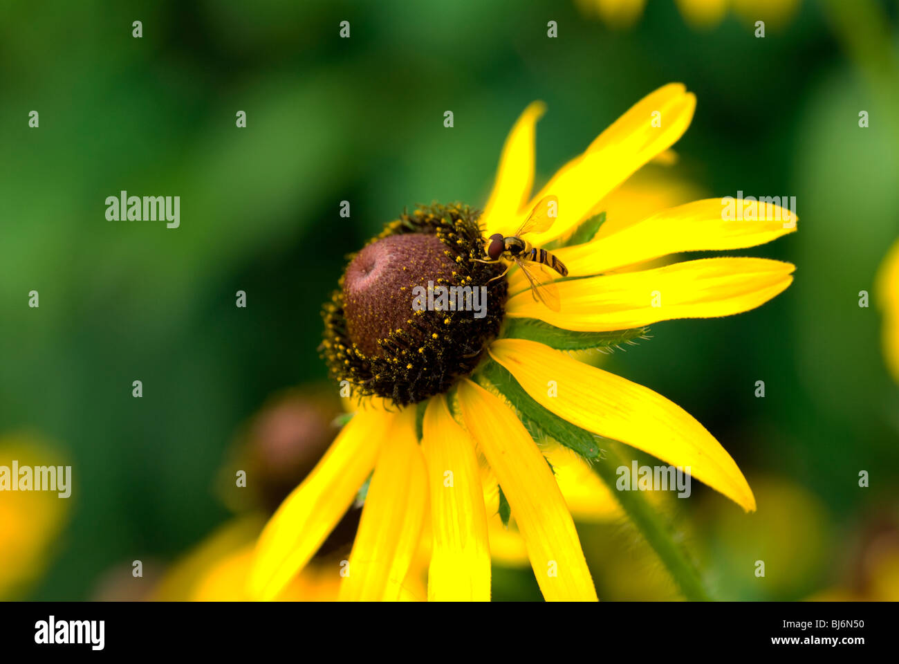 Brown Eyed Susan with bee collecting pollen Stock Photo - Alamy