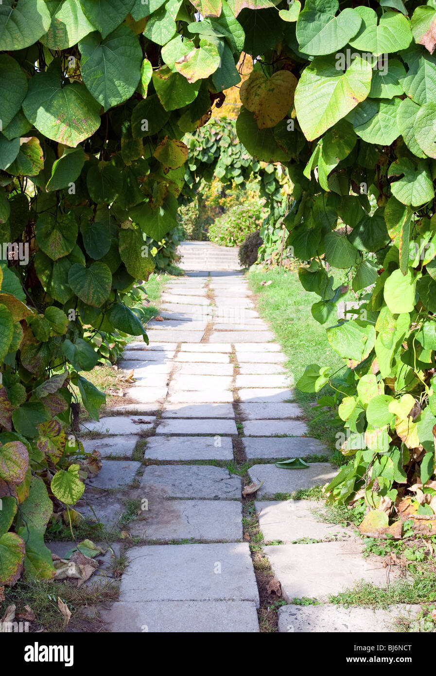 Green foliage arch and pedestrian path in autumn city park Stock Photo ...