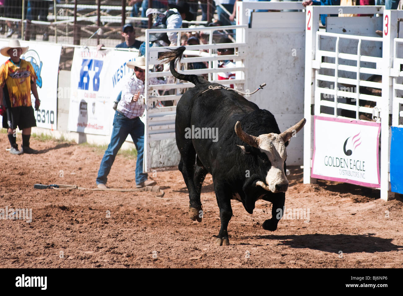 Rodeo bull danger hi-res stock photography and images - Alamy