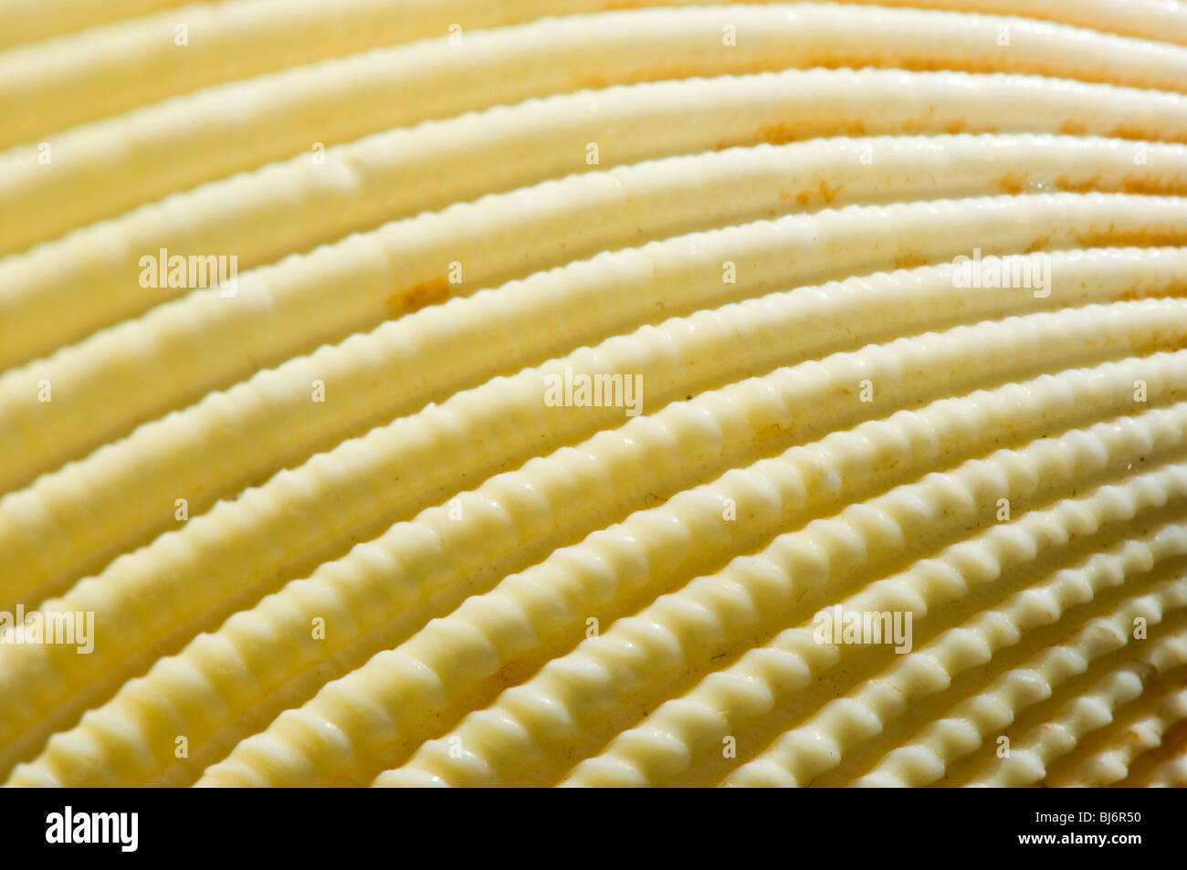 Close up of ridges on cockle shell Stock Photo - Alamy