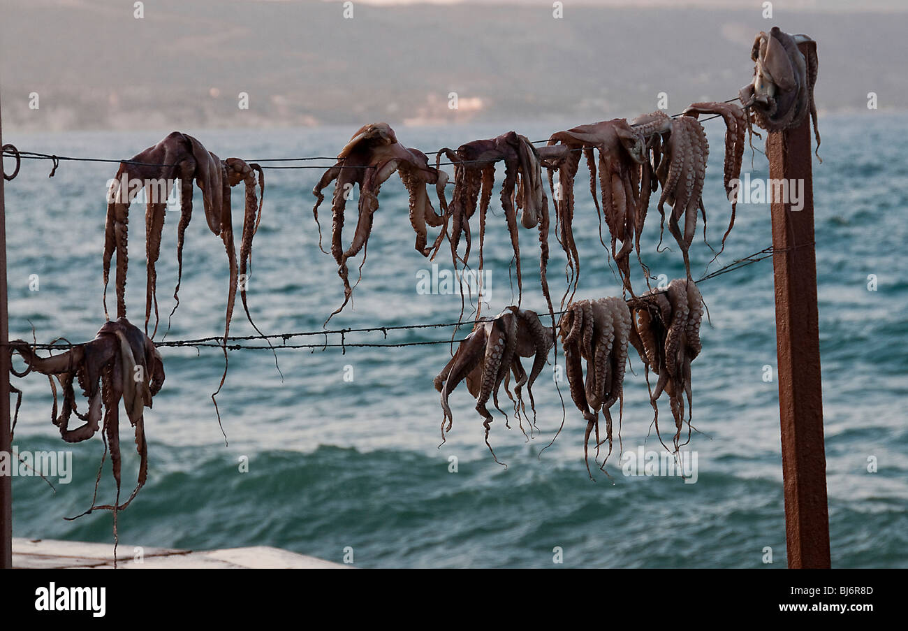 Hanging tentacles hi-res stock photography and images - Alamy