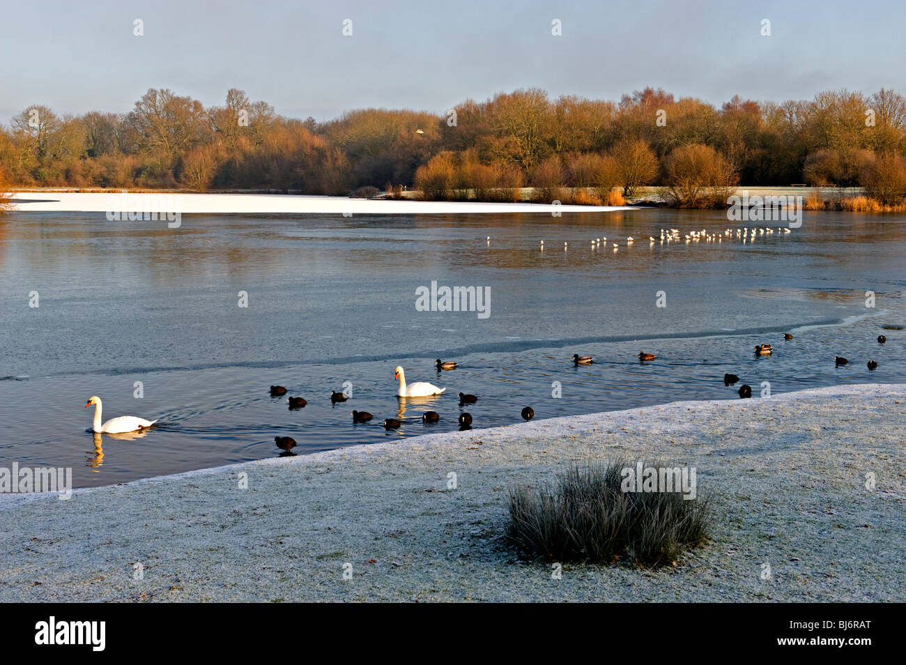 Barden lake tonbridge kent england hi-res stock photography and images ...