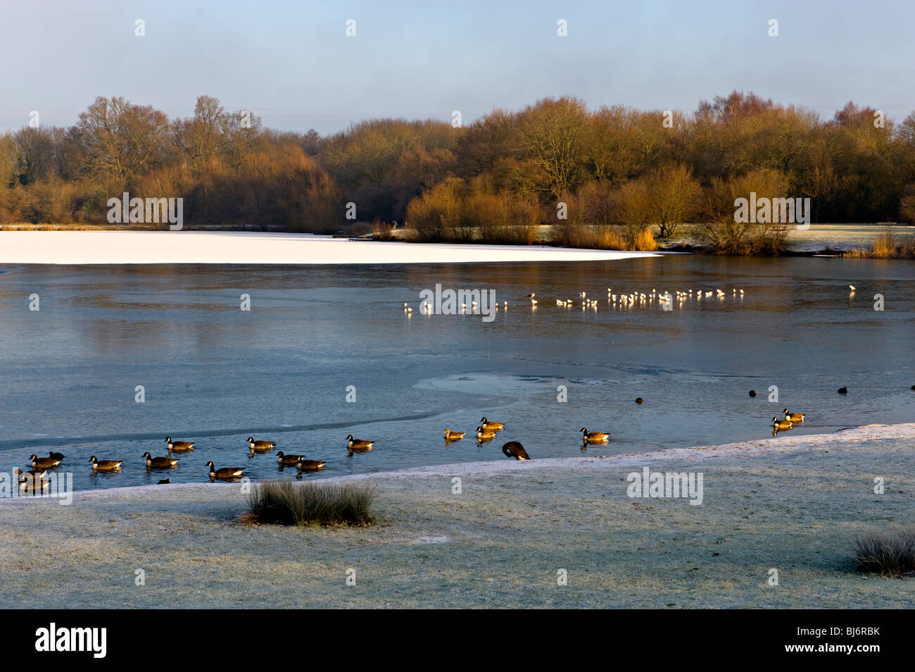Barden lake tonbridge kent england hi-res stock photography and images ...
