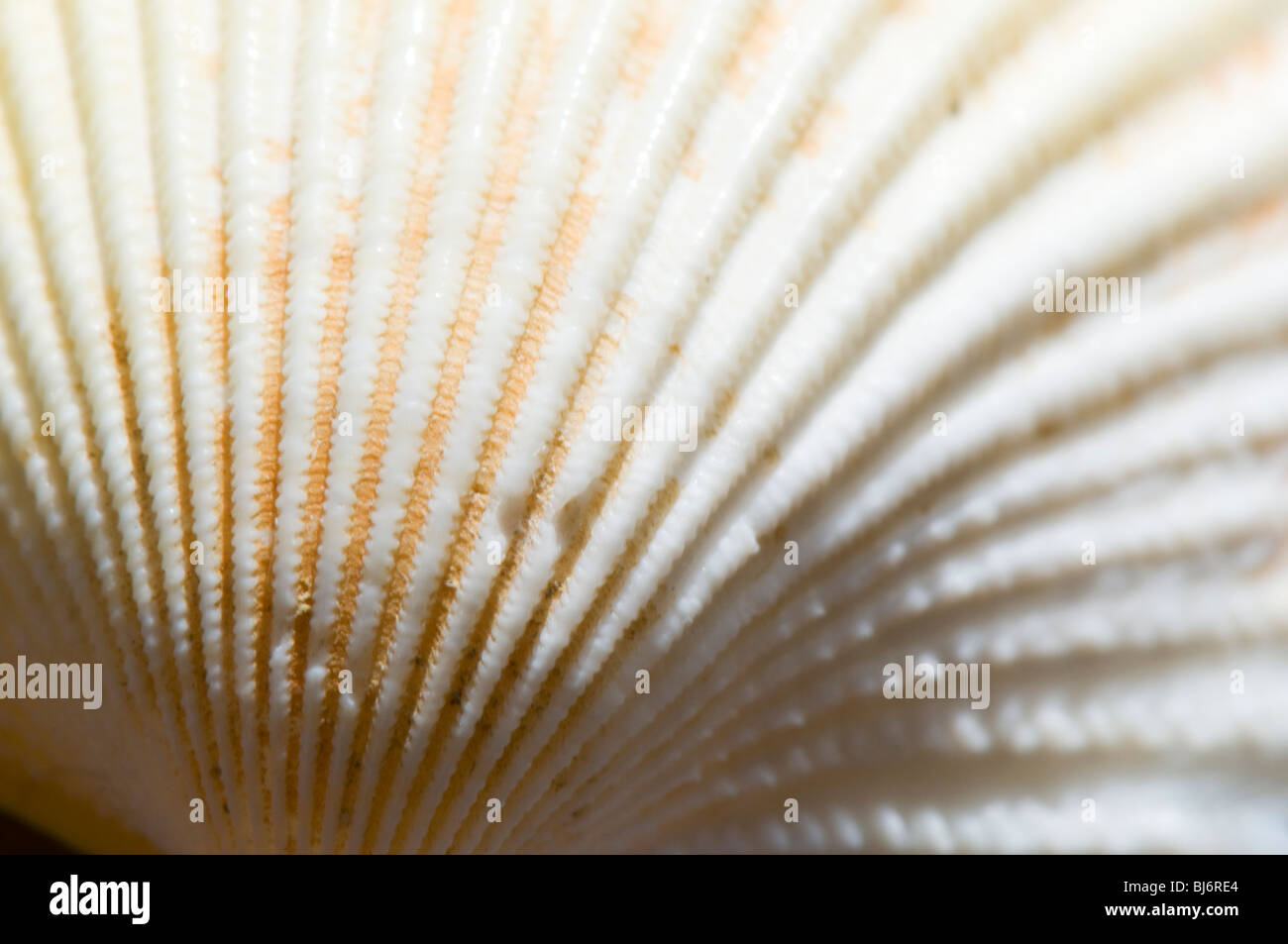 Cockle shell hi-res stock photography and images - Alamy