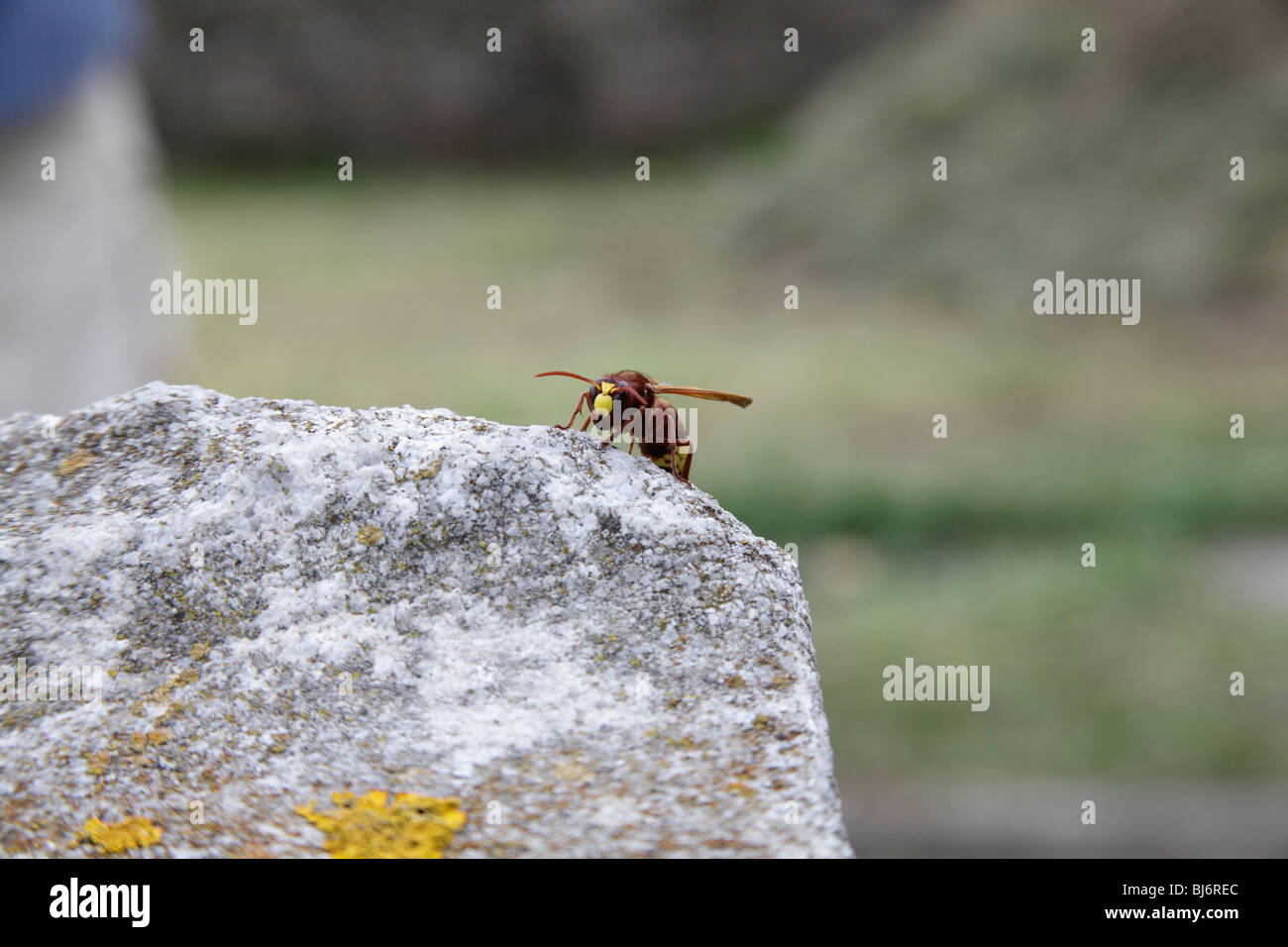 Wasp, Thassos, Greece, Sept 2009 Stock Photo - Alamy