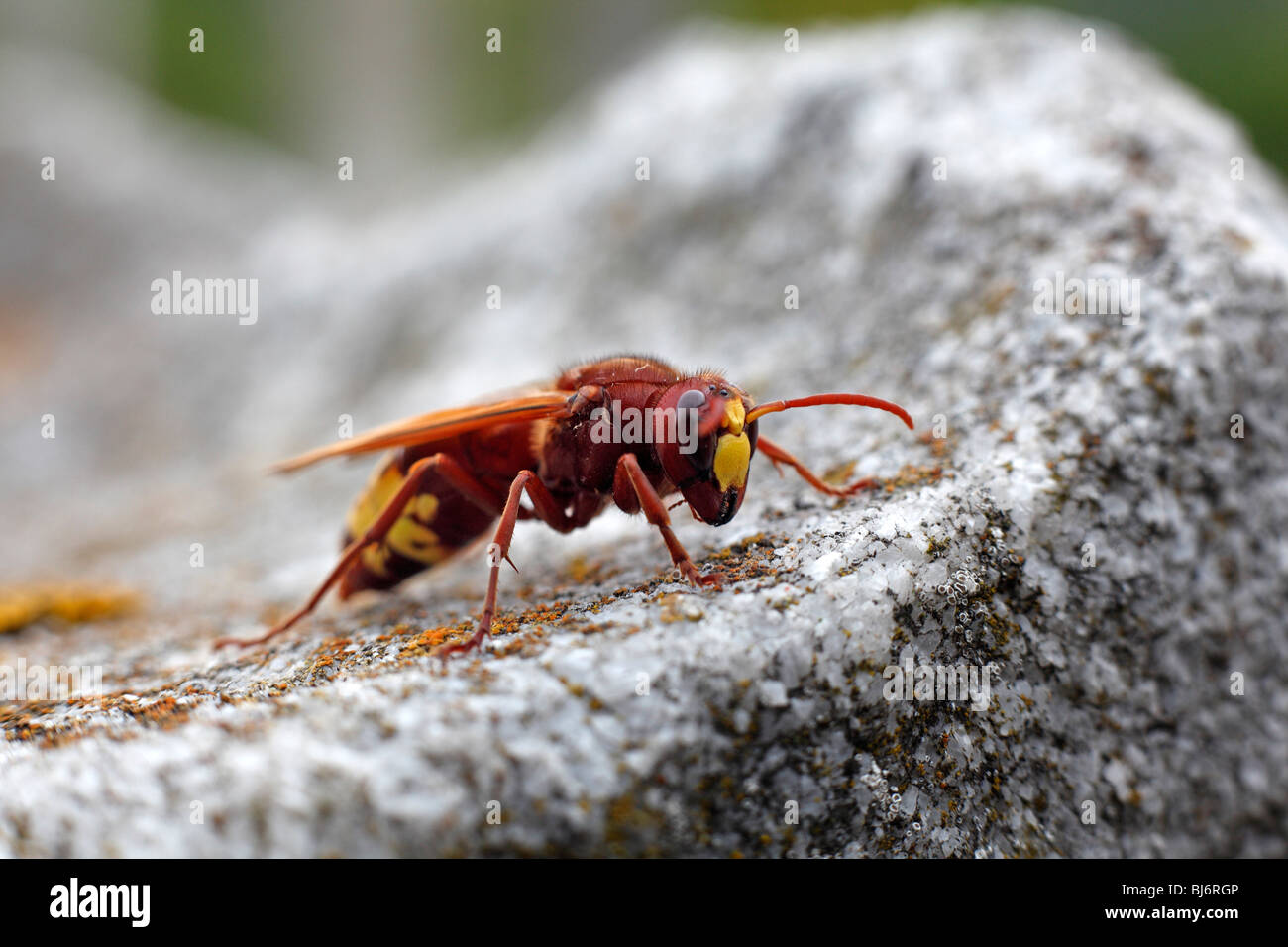 Wasp, Thassos, Greece, Sept 2009 Stock Photo - Alamy